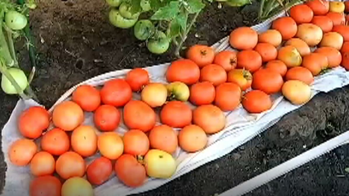 О безрассадных помидорах