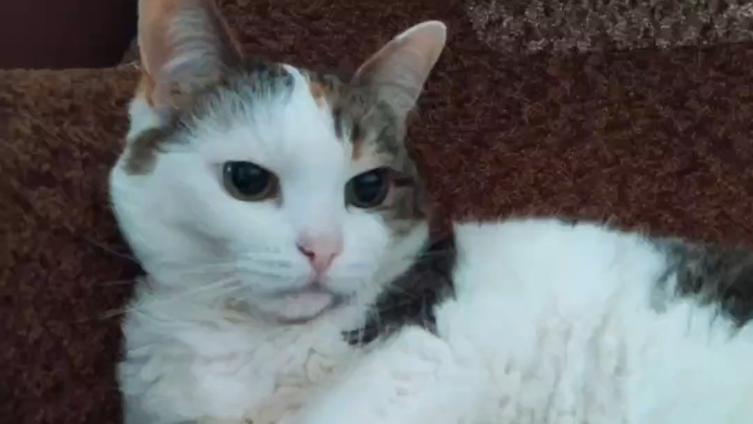 Гоше - 14 годиков