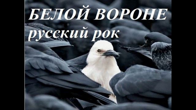 БЕЛОЙ ВОРОНЕ (песня)