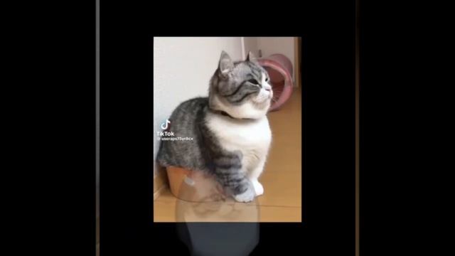 колаба с Edits