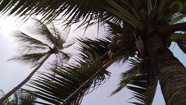 Прогулка по набережной Нячанга. Вьетнам в январе