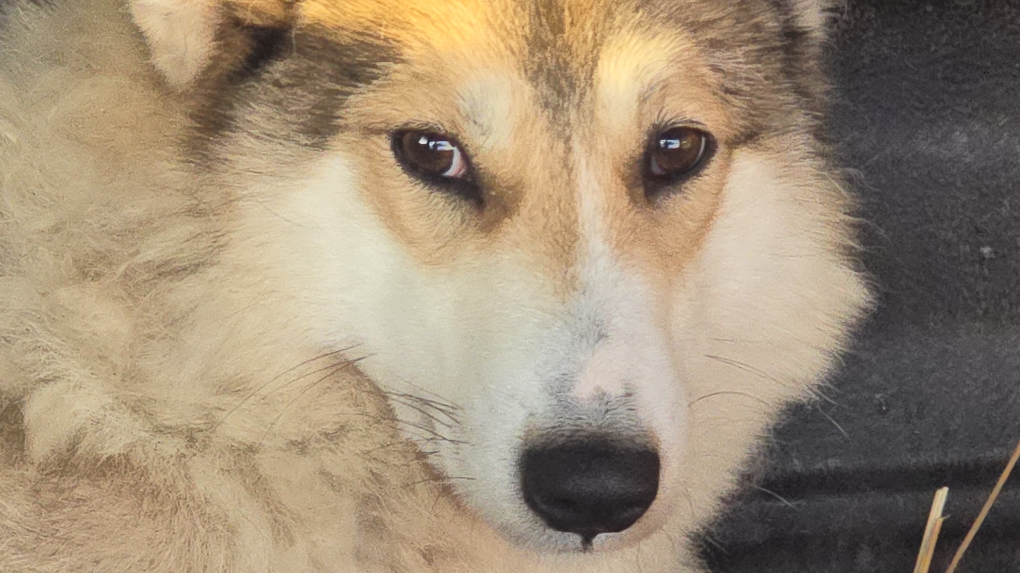 Лайки на Крещение