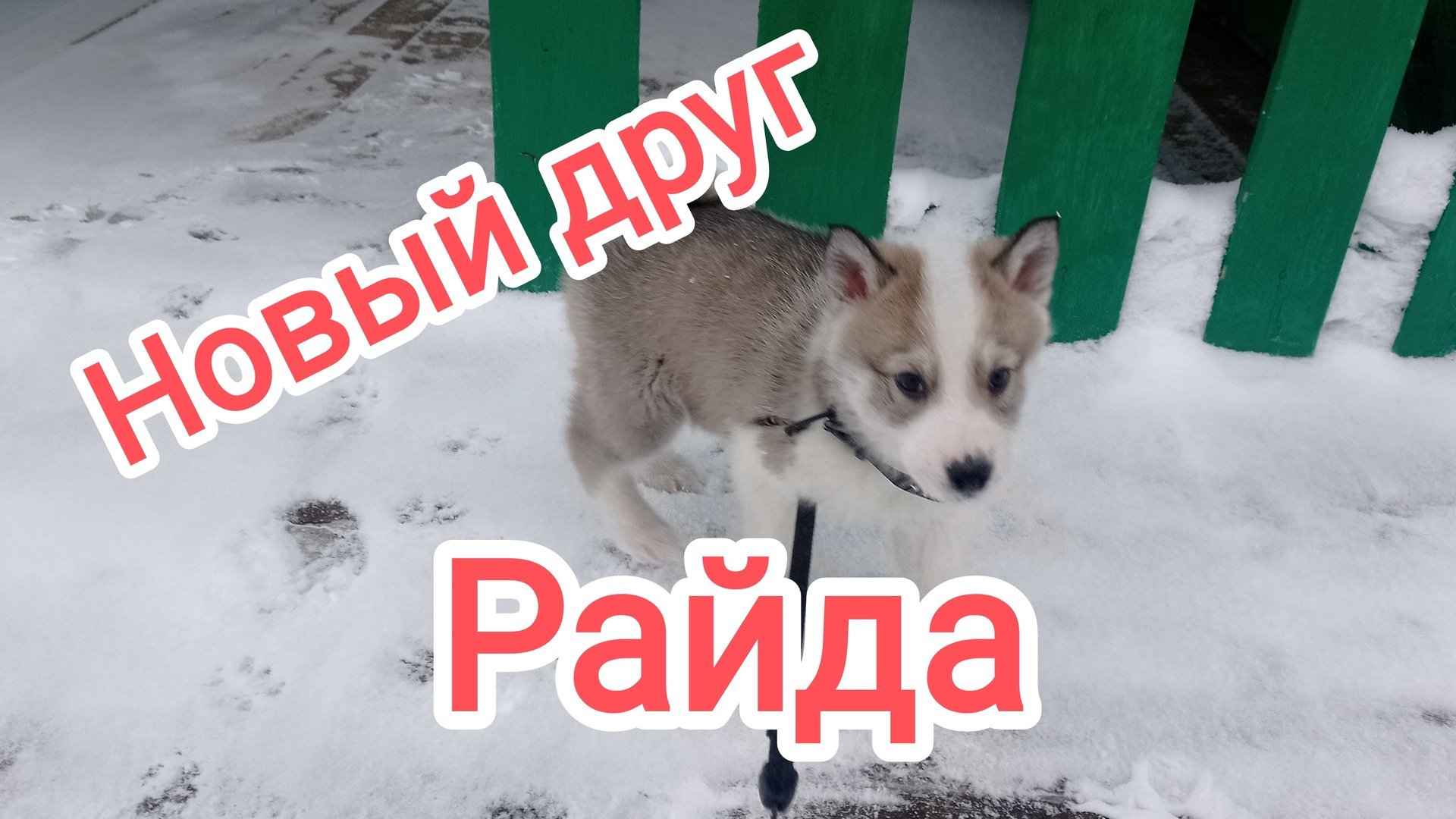 Знакомьтесь, Райда.