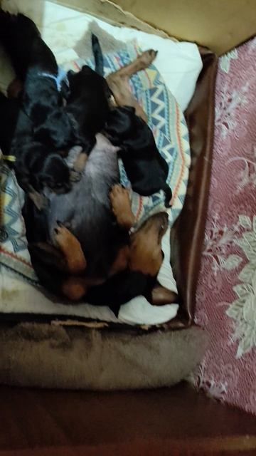 2025.12.23. Жура со щенками.