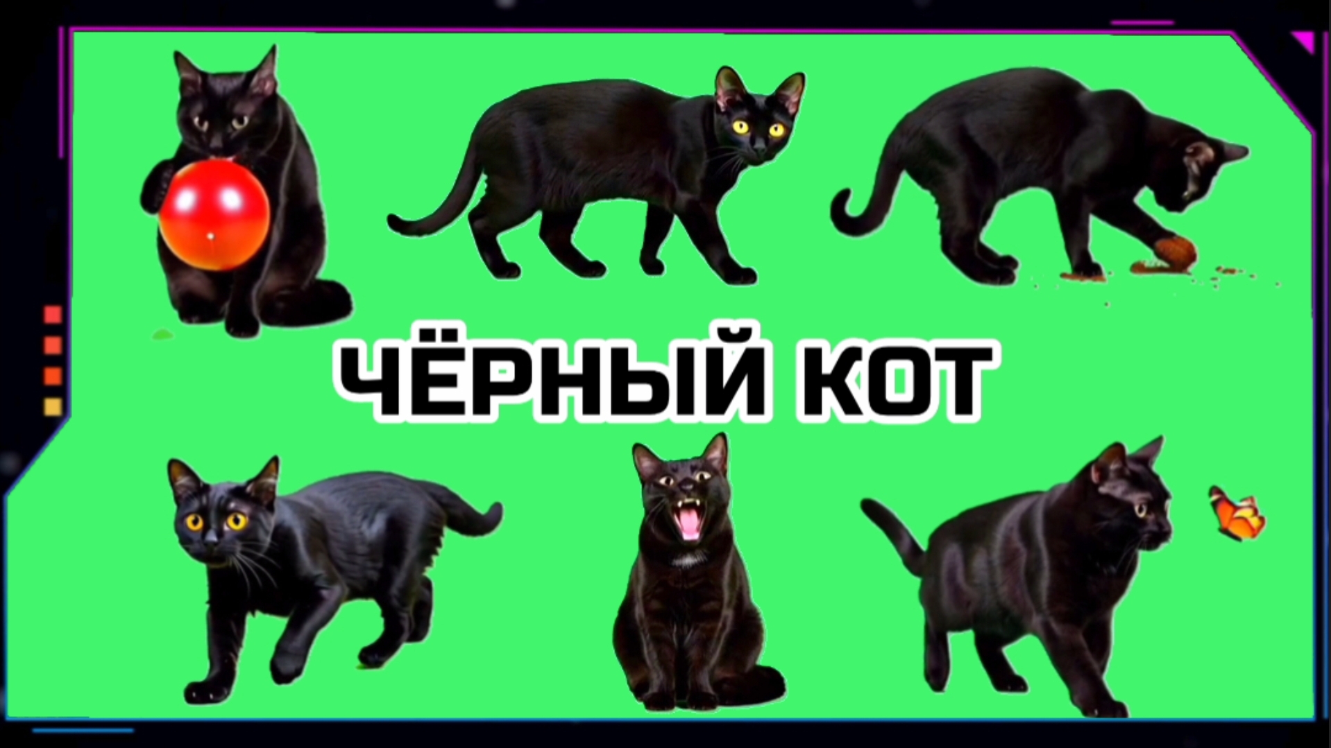 Анимация ЧЁРНЫЙ КОТ на зелёном экране. Хромакей футаж видео GREEN SCREEN.