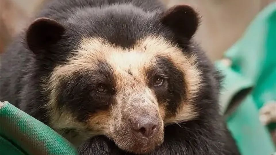 Обучающий фильм про медведей. Часть 2. Видеоурок