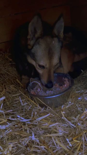 "Марусин мороз" ❥ Приют в Малинках #приютдляживотных