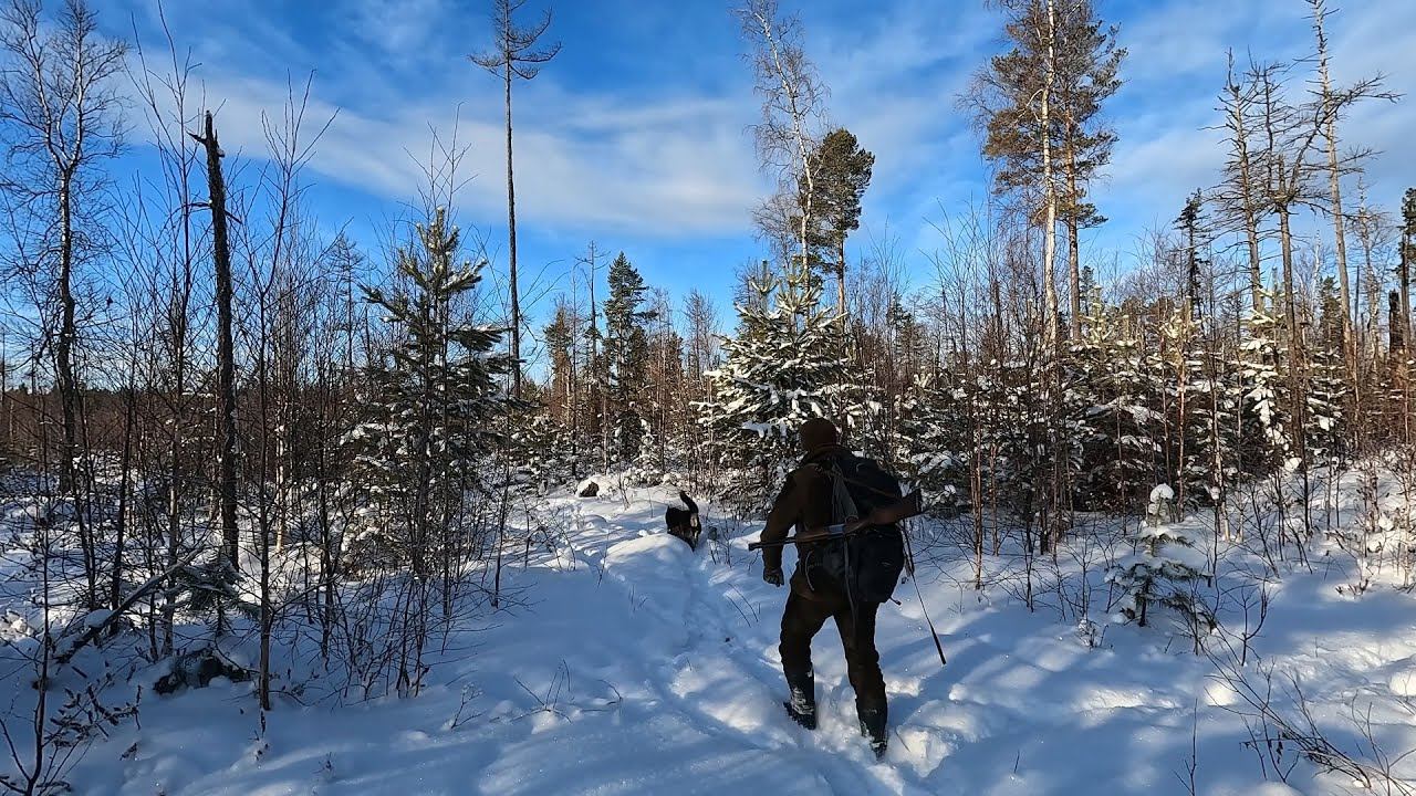 ВТОРАЯ ПРОВЕРКА САМОЛОВОВ. ПРОДОЛЖАЮ БЛАГОУСТРОЙСТВО ЗИМОВЬЯ. СОБОЛЬ УШЕЛ ОТ МЕТЕЛИ В КАМНИ.02.12.23