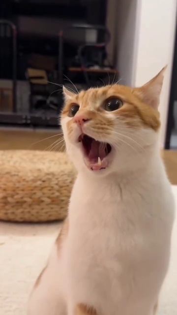 Ааах ты ж...😼