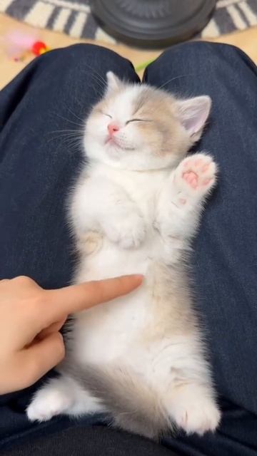 Спокойной ночи! 😺