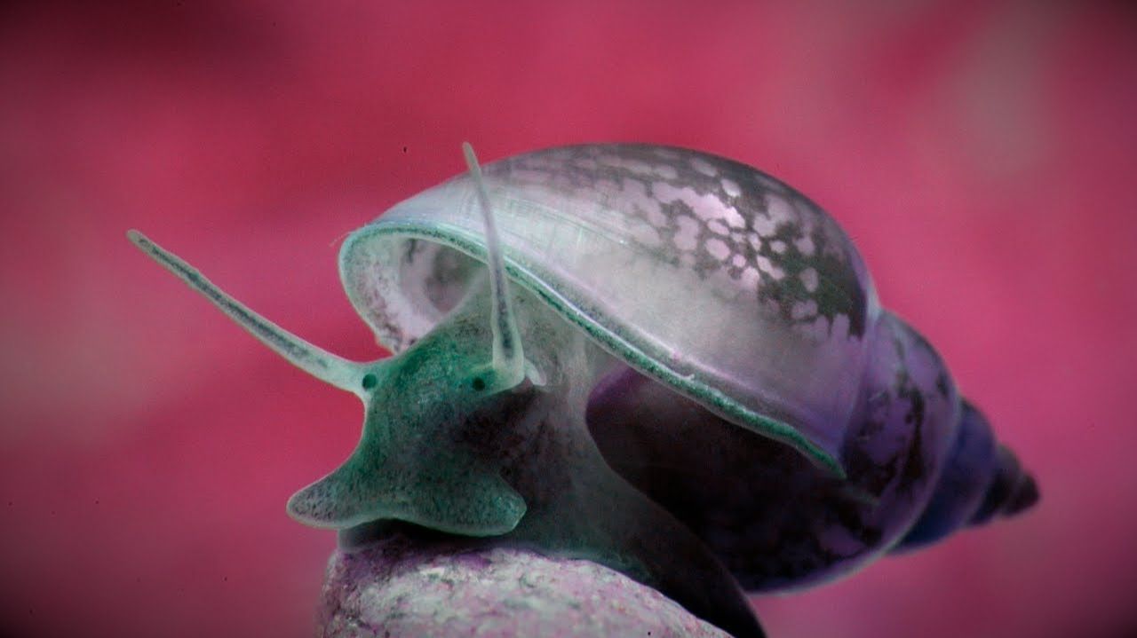 Что за улитка в аквариуме? Идентификация физ, покемонов и катушек