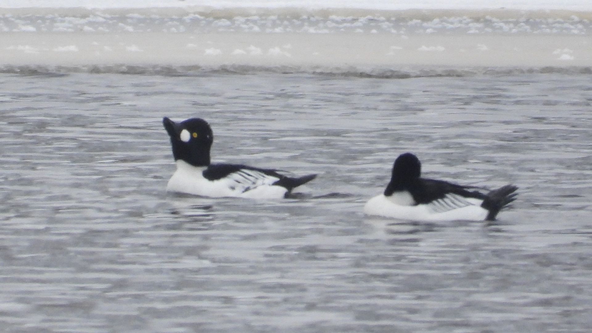 Утка Гоголь на зимовке в Великом Новгороде, наблюдение птиц, 18 января 2026