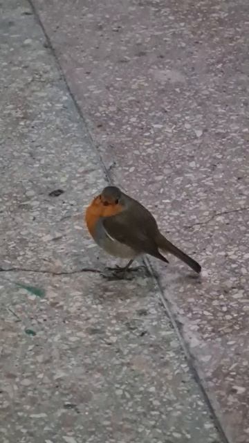 Винзавод «Коктебель»: самая красивая птичка