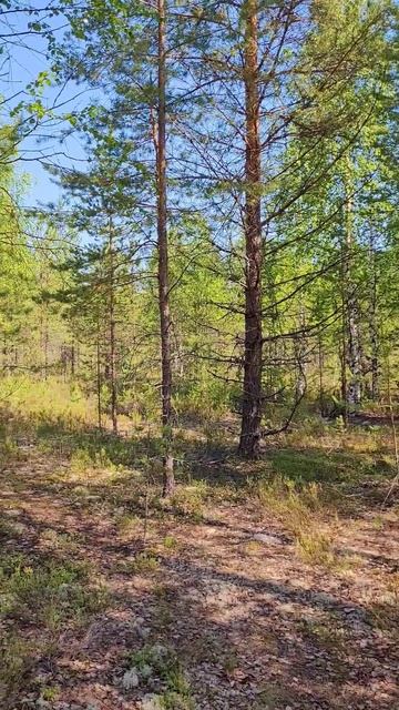 Карелия 2025. Карельский лес. Июль 2025г (Часть 2)