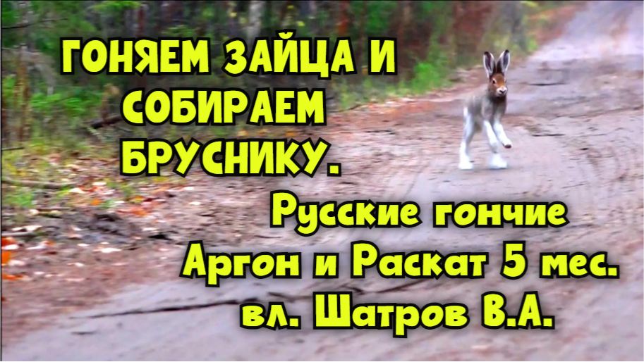 ГОНЯЕМ ЗАЙЦА И СОБИРАЕМ БРУСНИКУ. Русская гончая Аргон и Раскат 5 мес. вл. Шатров В.А.#топ #hunting