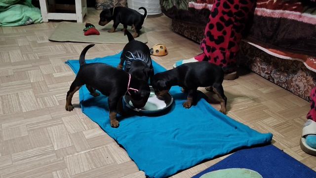 2026.01.09. Переход от титьки.