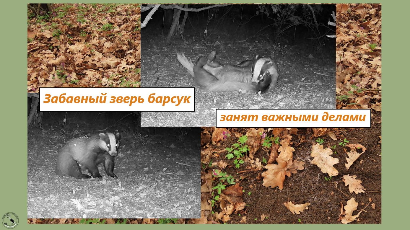 Забавный зверь - барсук. Линька у зверей и места кормёжки. 19.04.25