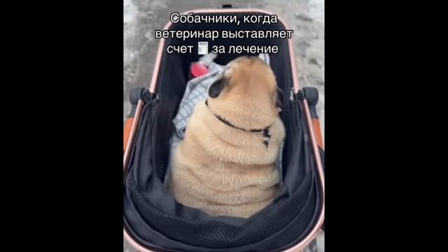 Забавная собачка