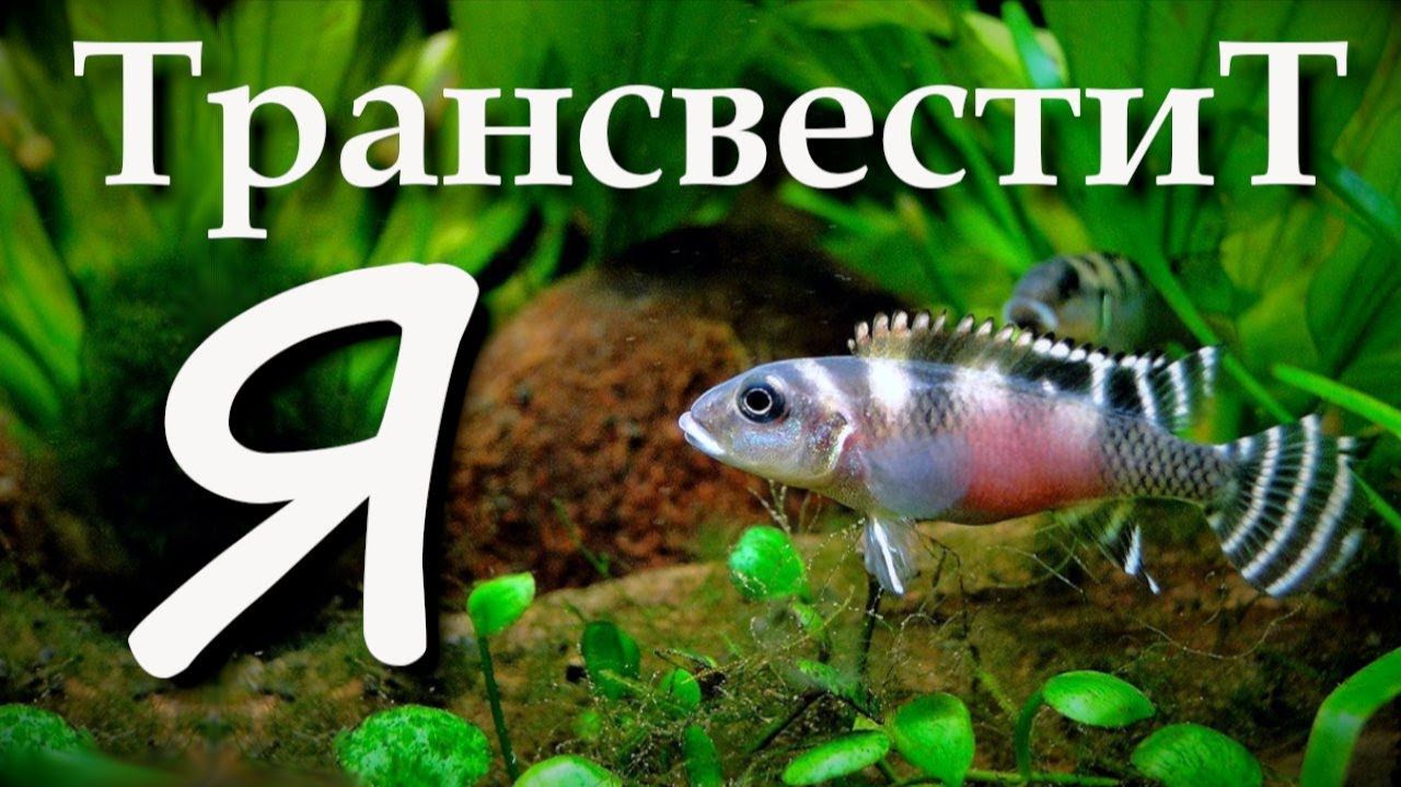 Реальные трансвеститусы в аквариуме