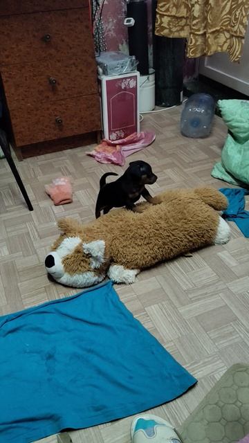 2026.01.11. Голосистая девочка.