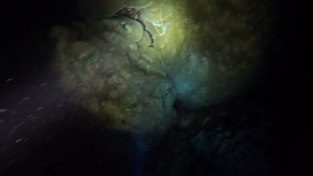 лобстер, Симиланские острова, дайвинг в Таиланде, ночной дайвинг