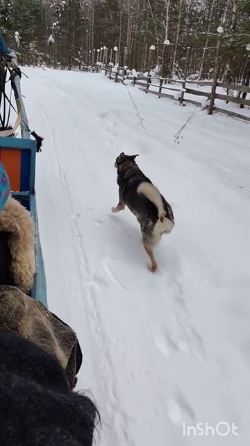 На санной прогулке!