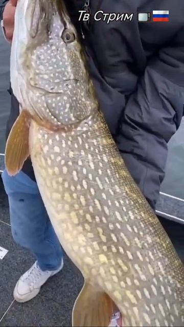 Когда приманка отработала на 100%