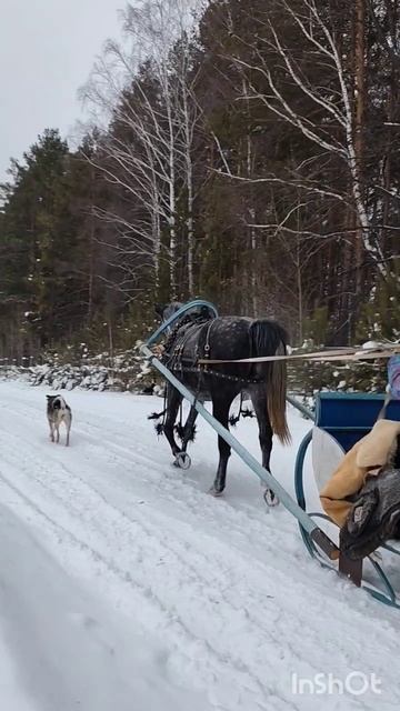 В саночках на прогулке по лесу