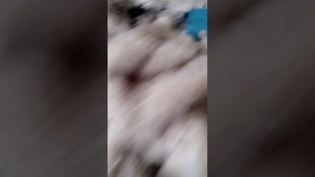 Альянс бумаги матирик животных