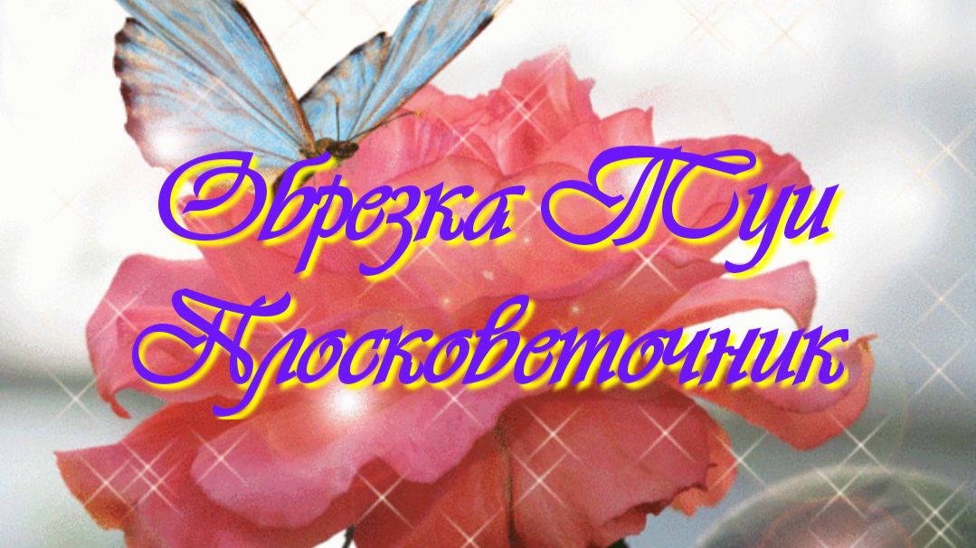 Обрезка Туи