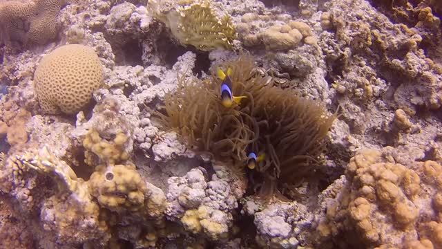 НЕМО Красного моря.