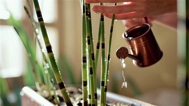 ситник растение