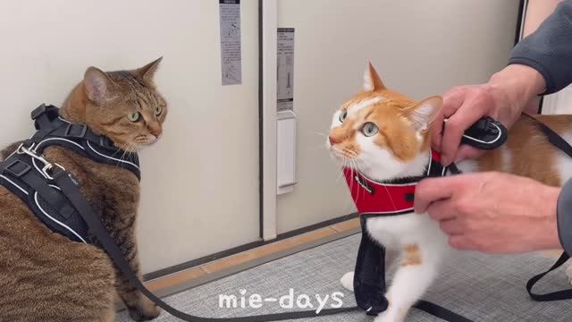 Спасибо за этот год, mie-days｜Жизнь с 3 котами во время ночных смен