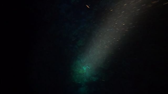 Акула, рифовые акулы дайвинг на Симиланских островах, дайвинг в Таиланде, ночной дайвинг