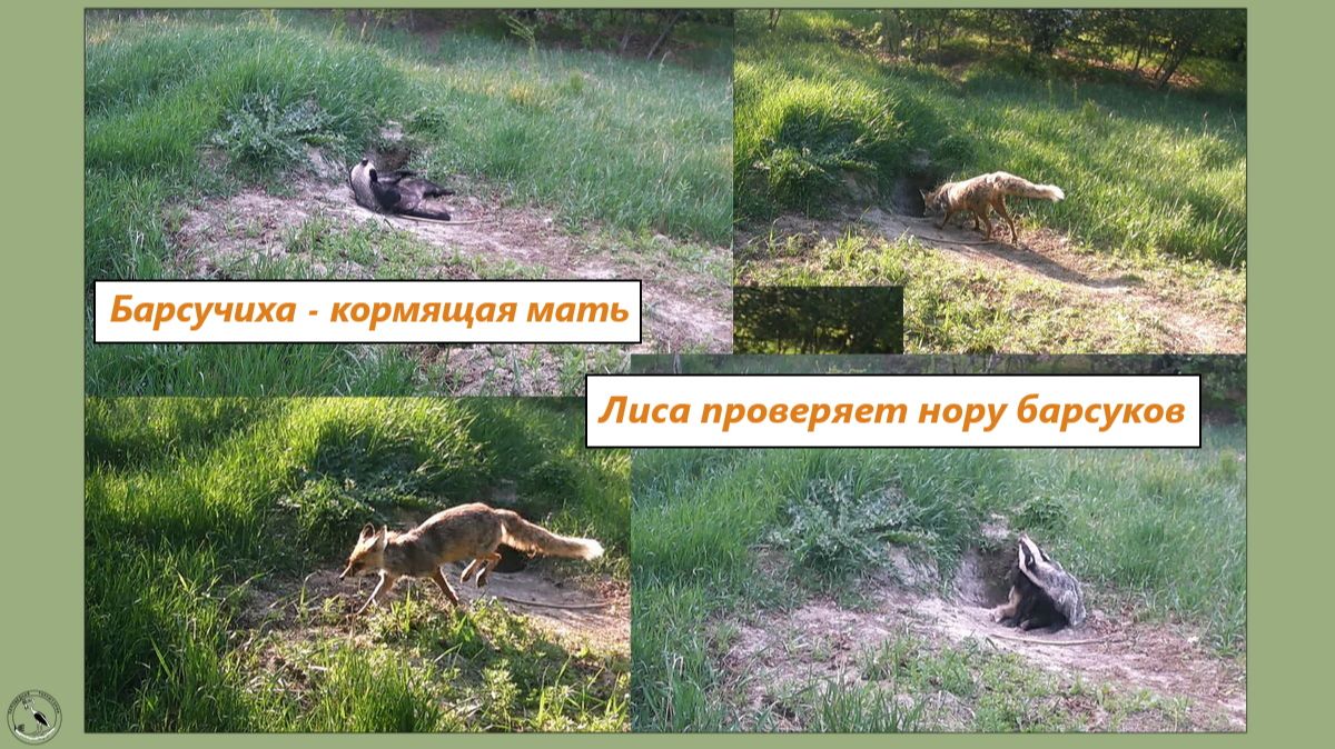Барсучиха - кормящая мать. А лиса проверяет нору барсуков. 21-23.04.25