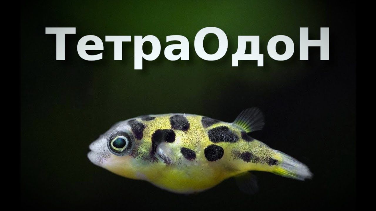 Карликовый ТетраДон — аквариумный УлиткоГрызли