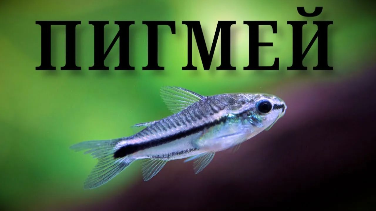 Сомик коридорас Пигмей — аквариумный коротышка!