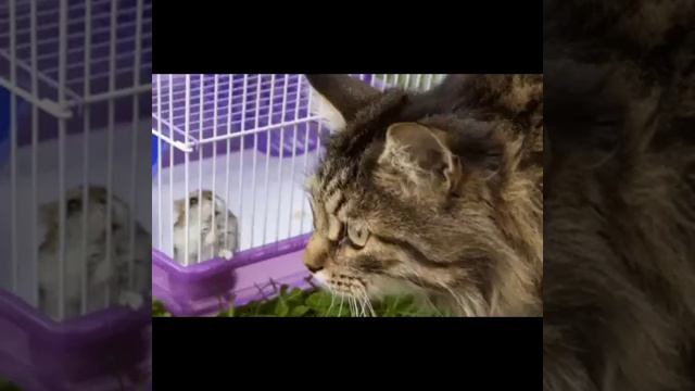 Эпизод (Алёна Далида)