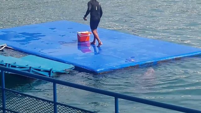 Вьетнам - шоу дельфинов