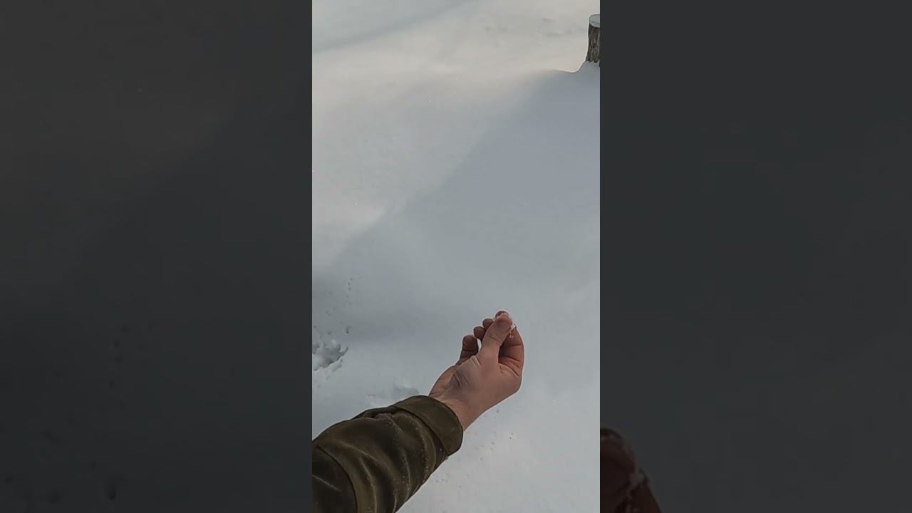 Онлайн-курс "Правильный охотник". Часть 1: Мочеточка.  #идилесом #survival #зима #forest