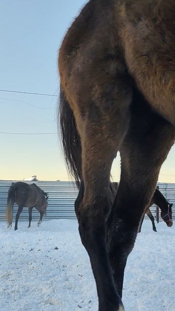 Молодняк на прогулке в морозы