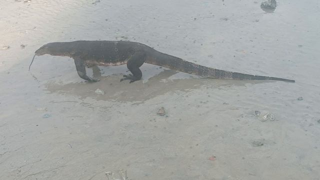 Водяной варан, восточный пляж Райли, побережье Краби (Water Monitor Lizard, East Railay Beach, Crabi