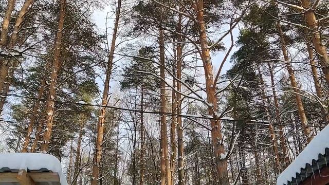 Привет из леса!