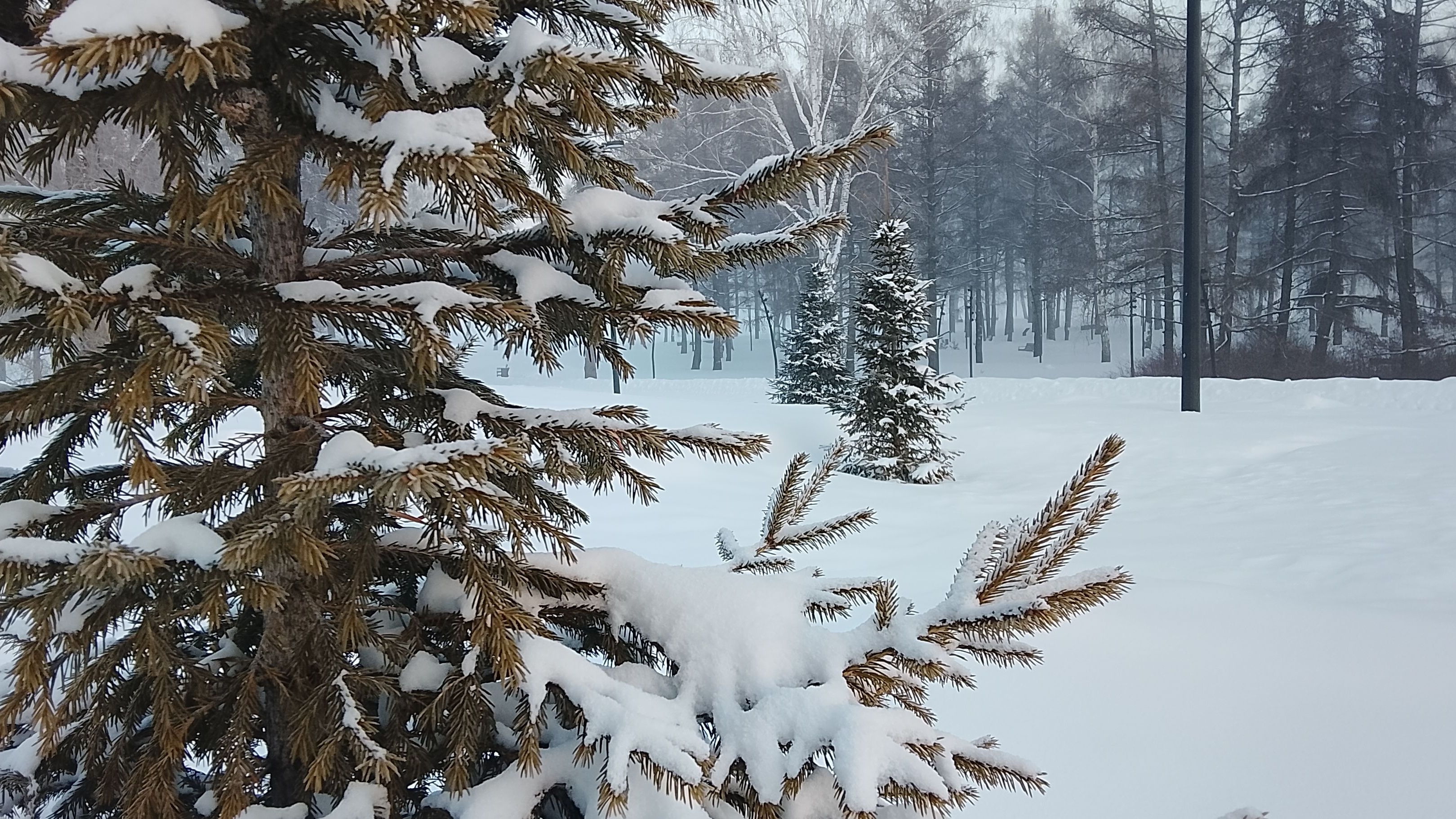 Немировича-Данченко/ Парк " Сибирь Арена"/ Сильные морозы в Новосибирске 17.01.2026