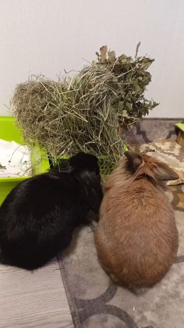 Кролики Маркс и Банникула едят сено