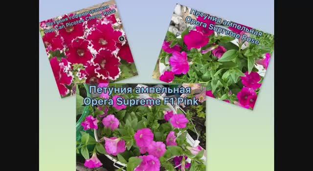 Петуния амп. Opera Supreme Pink, Rose, гофрированная Can Can Picotee Cherry Rose посев 18.01.26