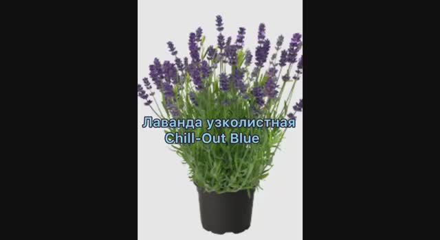 Лаванда Чилаут Блю. Посев 18.01.26
