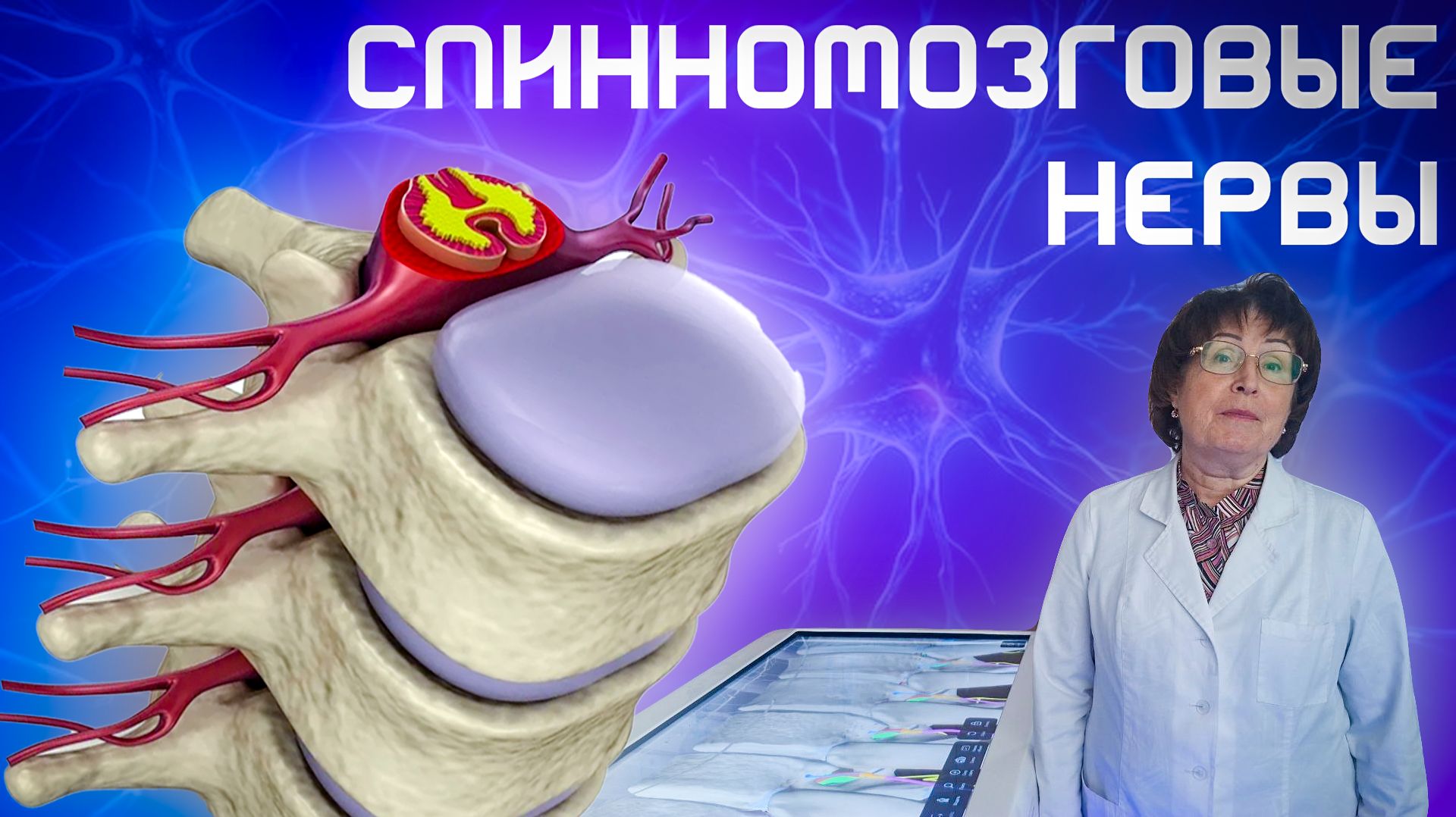 Спинномозговые Нервы. Анатомия. Лекция. Нервная Система