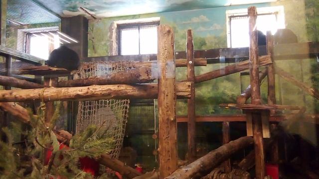 Московский зоопарк. Малайский медведь.