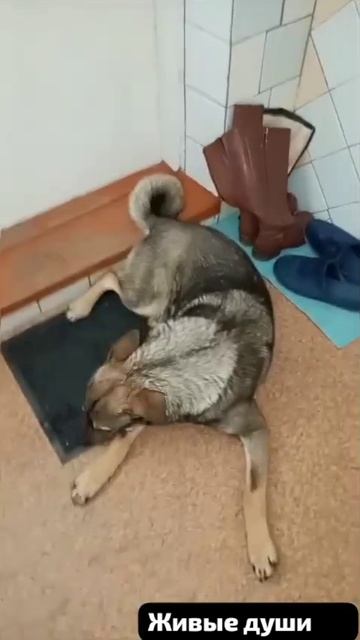 В воздухе,в воде,на суше просят помощи ЖИВЫЕ ДУШИ